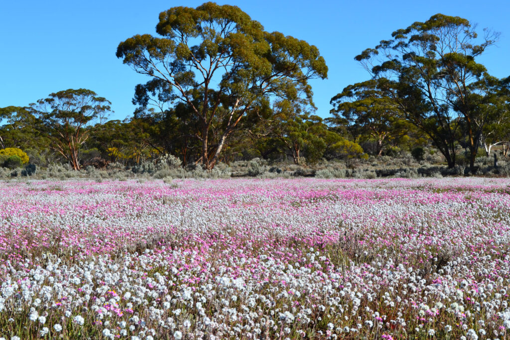 Flora & Vegetation Assessments | Spectrum Ecology & Spatial